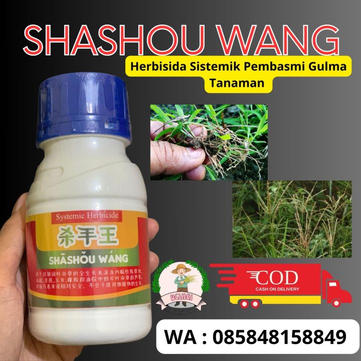 SHASHOU WANG SUPER - Pengendali Sistemik Gulma Sampai ke Akarnya ...