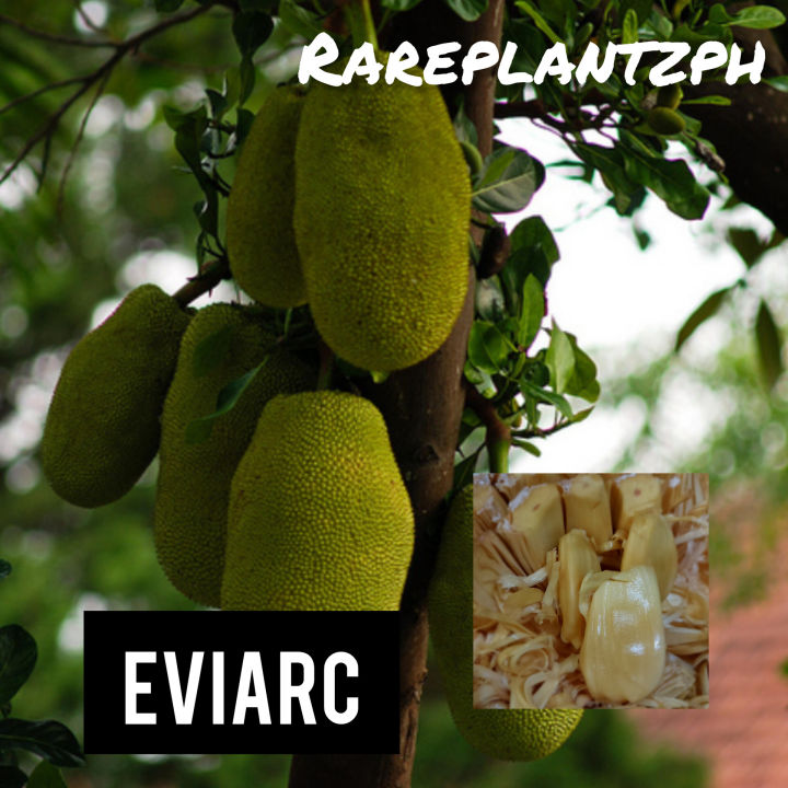 RareplantzPH Eviarc jackfruit seedling (1ft) sweetest jackfruit in the ...