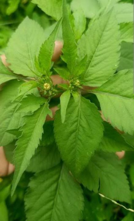 Daun Ketul Atau Ajeran segar 1kg | Lazada Indonesia