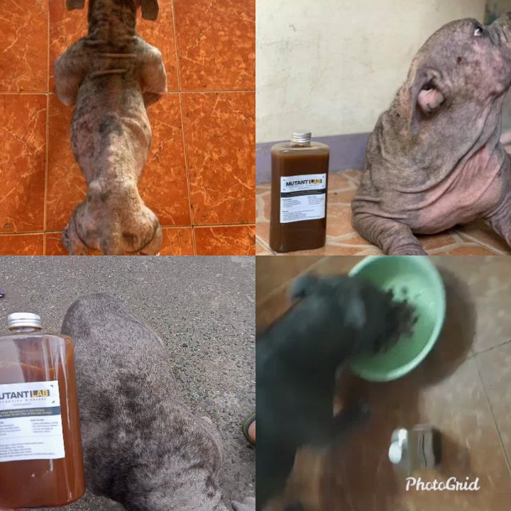 Mutant Lab Probiotics + All Natural Essential Vitamins and Minerals ...