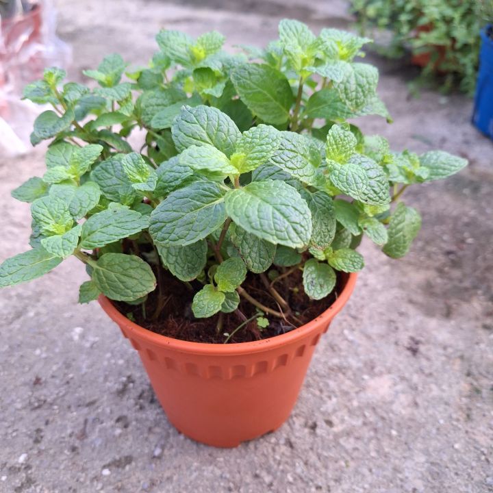 Pokok pudina Mint pokok herba pokok hidup masakan | Lazada