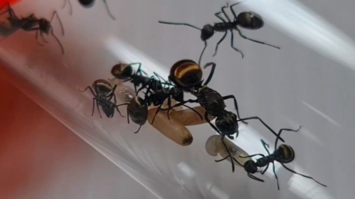 Polyrhachis Dives Colony Golden Weaver Ant | Lazada