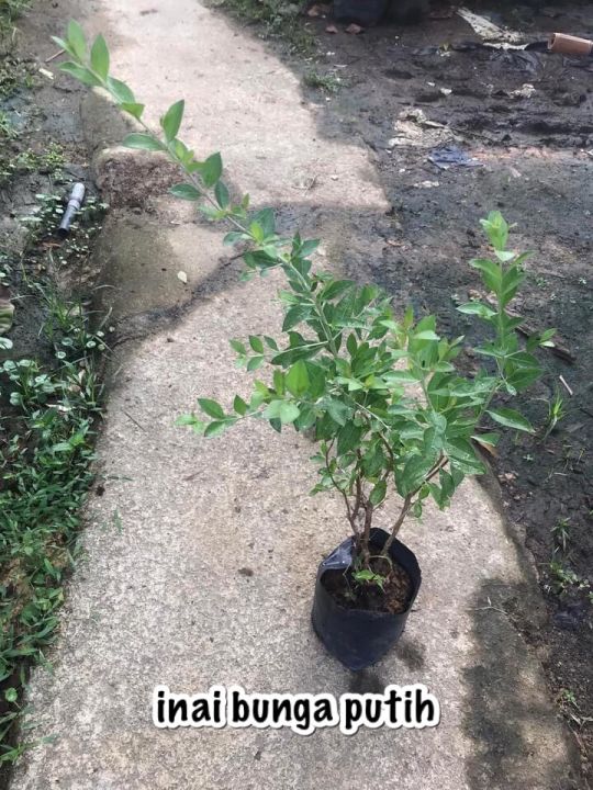 Pokok inai biasa bunga putih, lawsonia inermis, henna plant | Lazada