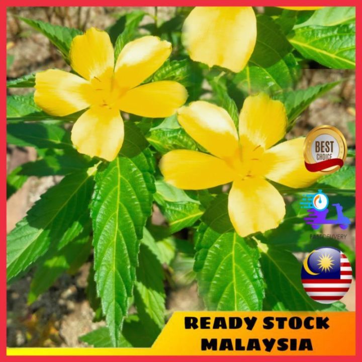 Anak Pokok Bunga Kuning Liar Lidah Kucing | Lazada
