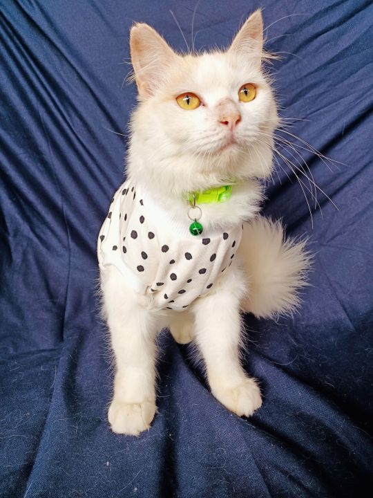 Baju kucing murah | Lazada Indonesia Baju kucing murah | Lazada Indonesia