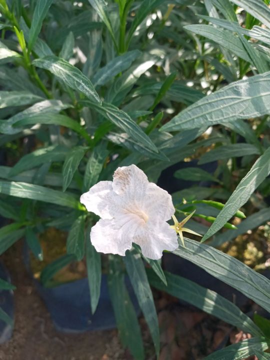 pokok rullia warna putih | Lazada