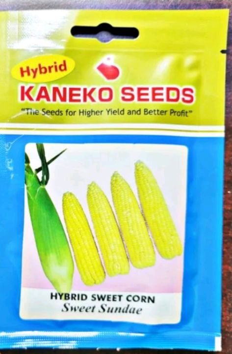 SWEET SUNDAE F1 HYBRID SWEET CORN SEEDS (APPROX 105 SEEDS) KANEKO SEEDS | Lazada PH