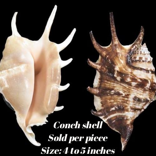 (Real Seashells) Spider Conch Shell For Your Craft Needs And Decor ...