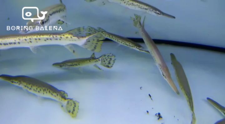 BRBN Alligator Gar - Gar Fish - Ikan Gar - Aquarium Freshwater Fish ...