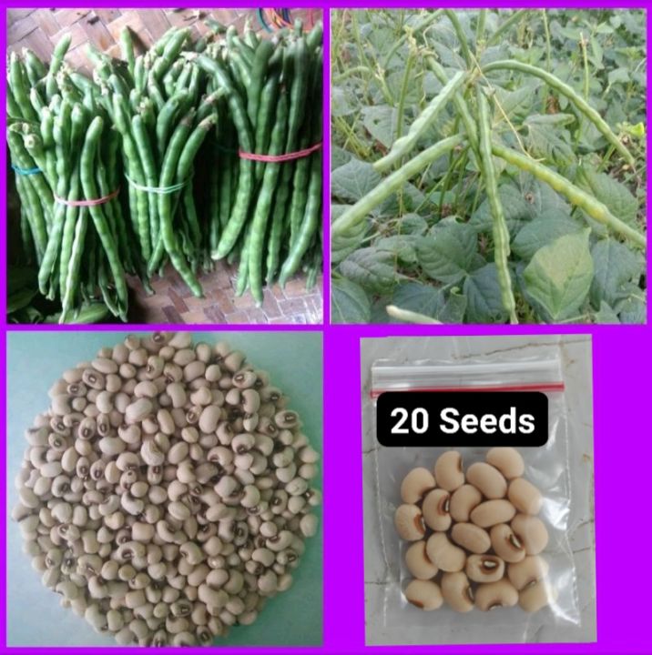 Native Sitaw Na turo Seed/ Ilocano (Vegetables Seeds For planting ...