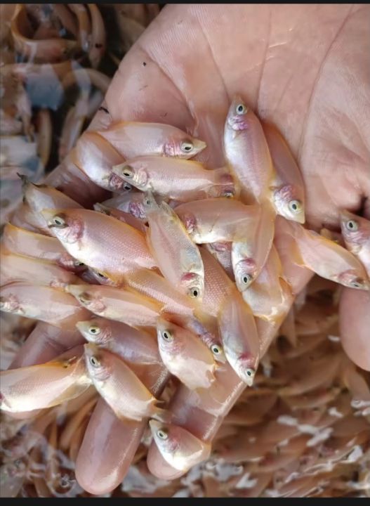 paketan 20,30,40 gurame padang ukuran ngeramo | Lazada Indonesia