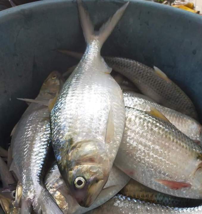 Sarawak Local Terubok Masin Asli Sungai Lemak Lunak Dried Salted Fish ...