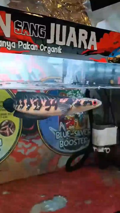 PAKET PAKAN PROGRESS BUNGA Channa Maru ys red pemecah Cabung & bunga ...