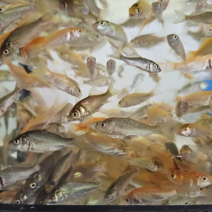 Little Carp Fish 鲤鱼仔 (40-45 fishes / pack) | Lazada