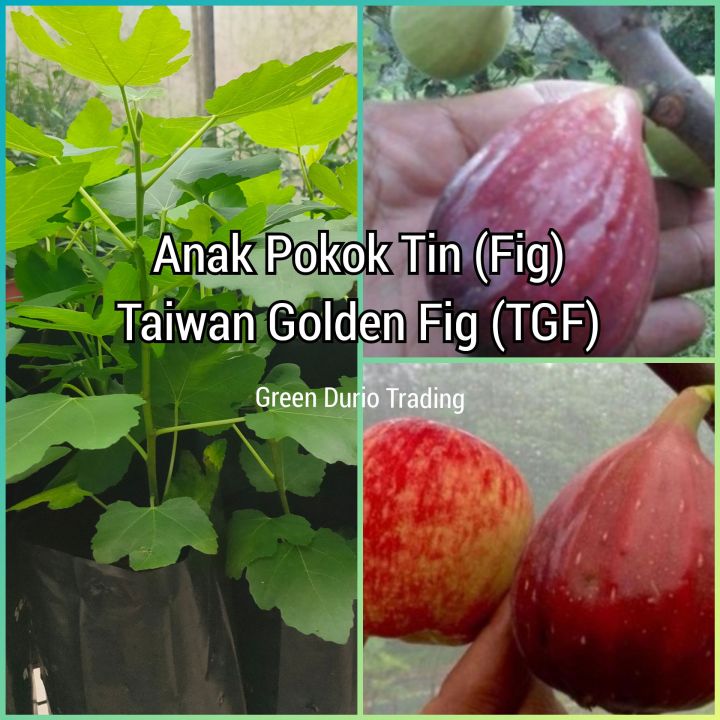 ANAK POKOK FIG / TIN TAIWAN GOLDEN FIG (TGF) | Lazada