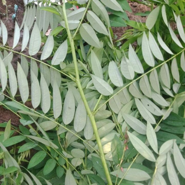 Daun indigofera muda segar fressh 1kg | Lazada Indonesia