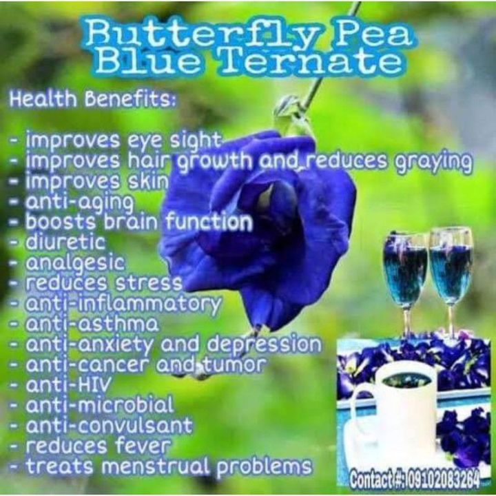 BUTTERFLY PEA/BLUE TERNATE Dried Flower Tea 50grams | Lazada PH