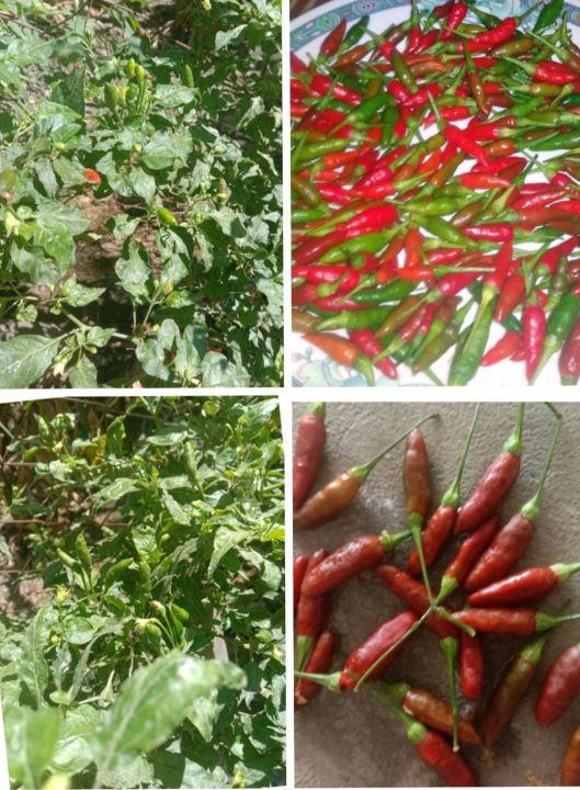 Native Siling Labuyo Seed (Wild Sili 25 Seeds) | Lazada PH