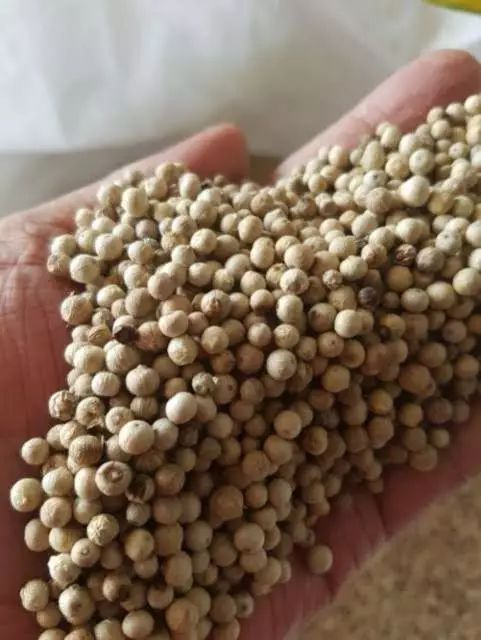 Merica/Lada Bulet 1 ons | Lazada Indonesia