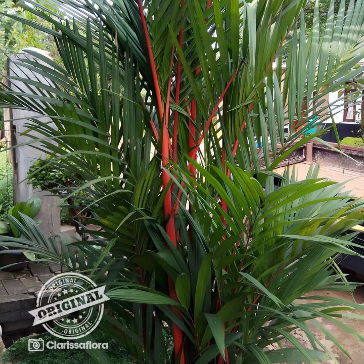 PROMO tanaman hias palem merah - pohon palem merah - tanaman palem ...