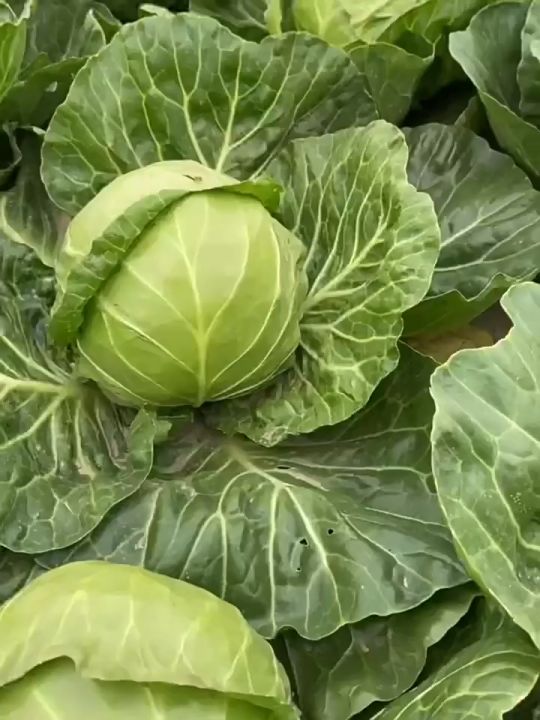 REPOLYO / CABBAGE SEEDS -（100seeds）HYBRID/HIGH YIELD/EASY TO GROW ...