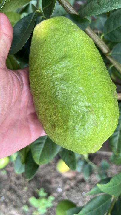 Fresh Lemon 150++gram grade AAA Green 香水柠檬-特级 青 | Lazada