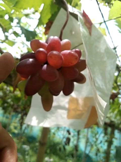 GIANT RED BAIKONUR Grape Cuttings SEEDLESS Fast SHIPPING NEPTUNE ...