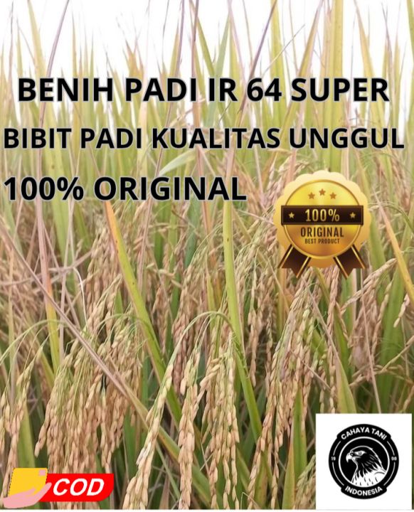 ( 5KG ) BENIH PADI IR 64 SUPER , KUALITAS SUPER 100% ORIGINAL | Lazada ...