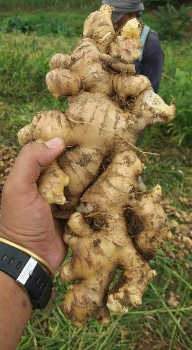 Luya Ginger From North Luzon Organic Condement | Lazada PH