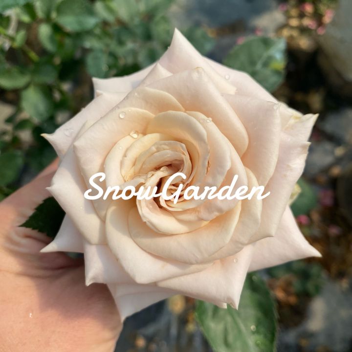 กุหลาบ 🌹 Menta Rose (ติดดอก) แมนต้า สีควันบุหรี่ กุหลาบบานทน ตัดดอก แบบ ...