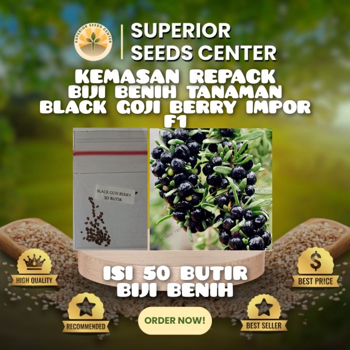 50 Butir Biji Benih Tanaman Goji Berry Hitam (Kemasan Repack Plastik ...