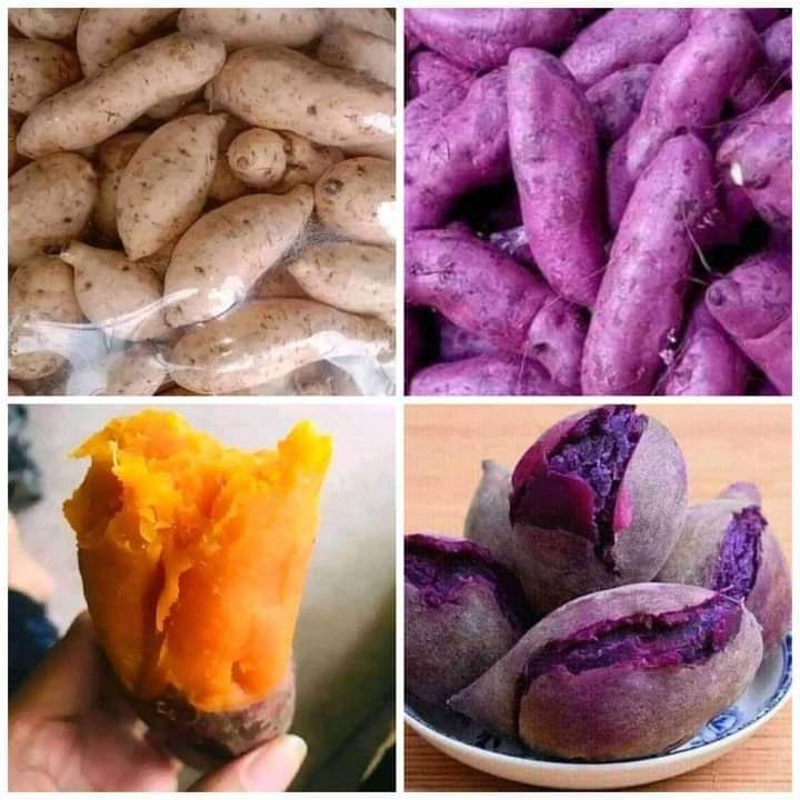 Japanese Camote Kamote 1kilo yellow | Lazada PH