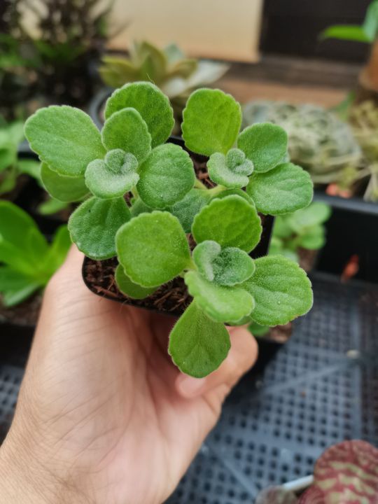 ต้นวิคส์ Vicks Plant กลิ่นหอม น้ำมันหอมระเหย เป็นไม้อวบน้ำ กระถาง 2 ...