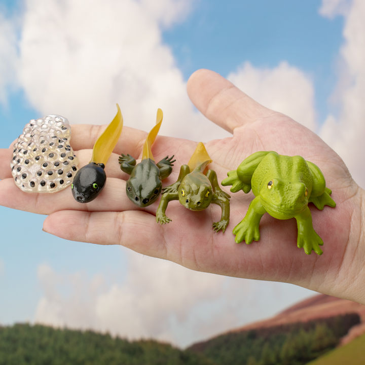Frog Growth Cycle Model Animal Growth Process Tadpole Model Kids Early ...