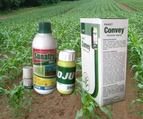 CONVEY 330SC 20ml Herbisida Jagung Sistemik Pengendali Gulma Pada Tanaman Jagung | Lazada Indonesia