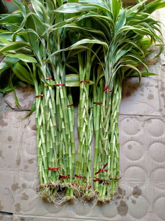 Braided lucky bamboo 5 stalks with roots indoor decoration plants grow ...