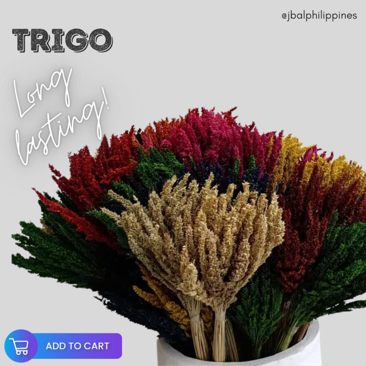Dried Trigo Wheat Flower Real Flower Dried Hare | Lazada PH