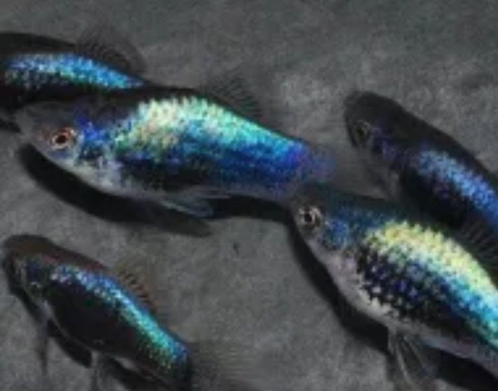 Red Molly Fish /blau molly fish 4 Pair (1 female+1male) / Ikan Hidup ...