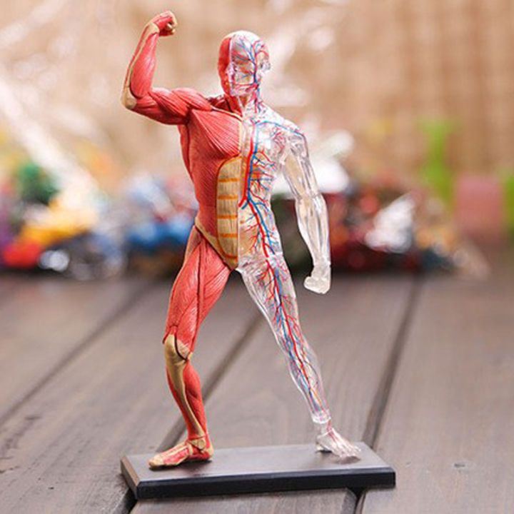 4D Master Human Body Tissue Model - Muscle and Nerve Skeleton Assembly ...