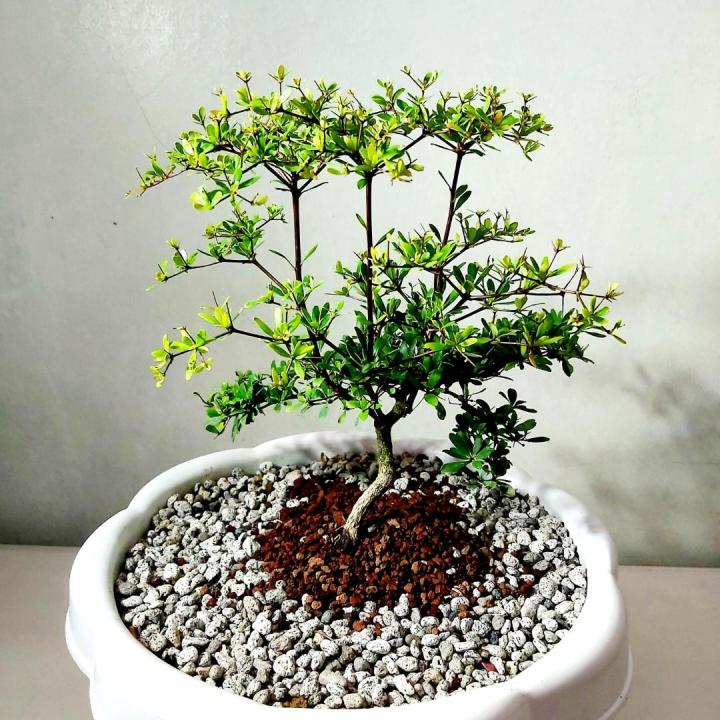 BUSHIDA BUCIDA JAPANESE BONSAI LAYERING FRONT YARD OUTDOOR DESIGN 1ft ...