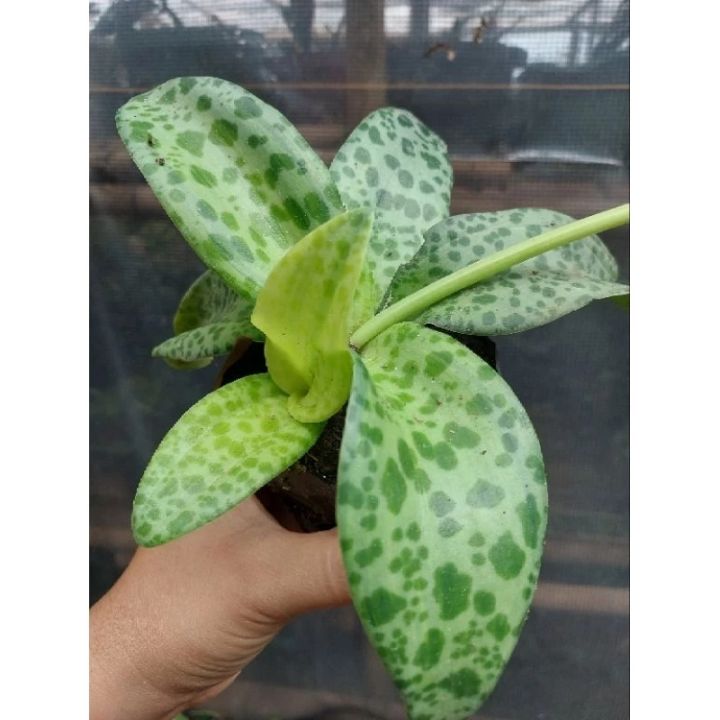 Variagated Forever Rich | Lazada PH