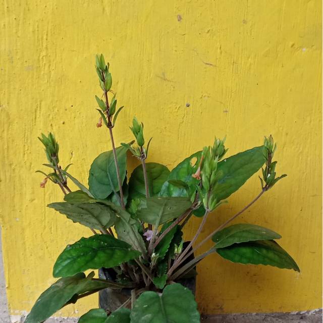 bibit tanaman gempur batu sudah hidup tanaman herbal keluarta toga ...