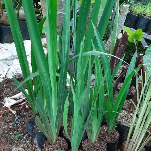 POHON AIRIS BUNGA KUNING-tamaman airis bunha kuning | Lazada Indonesia