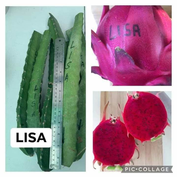 Lisa hybrid dragon fruit cutting 15"(self sterile) | Lazada PH