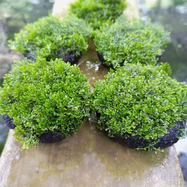 moss ricardia media wabikusa tanaman aquascape low co2 | Lazada Indonesia