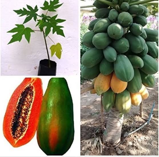Papaya Tropical Papaya Seeds High Germinate Heirloom variety (10/20/30 ...