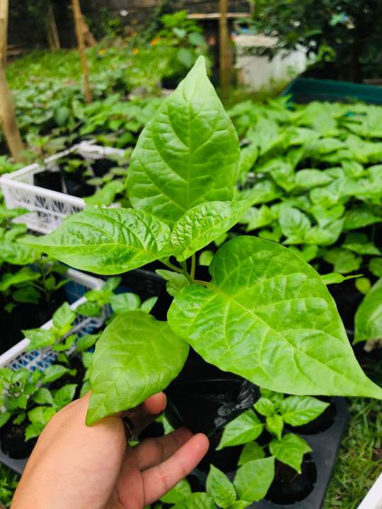 Carolina Reaper Punla/SEEDLING | Lazada PH