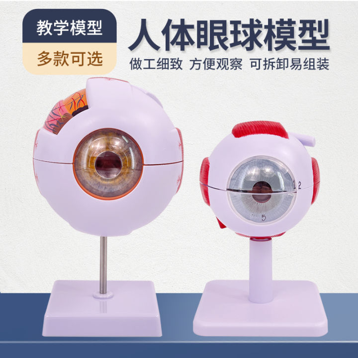 Detachable Anatomical Eye Model Educational Toy Realistic Eye ...