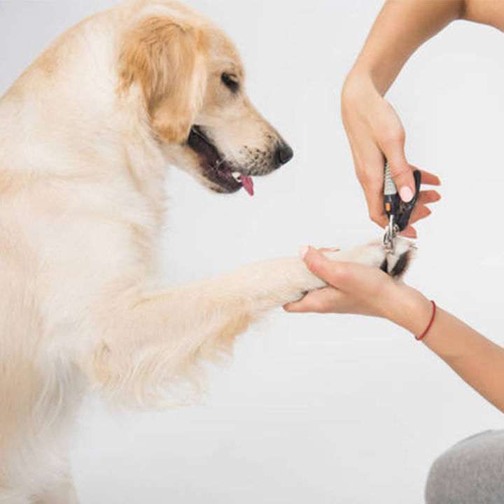Pet nail cutter Cat Dog nail cutter Stainless dog nail clippers with ...