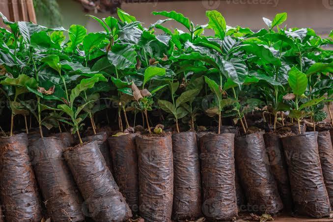 Coffee tree seedlings | Lazada PH